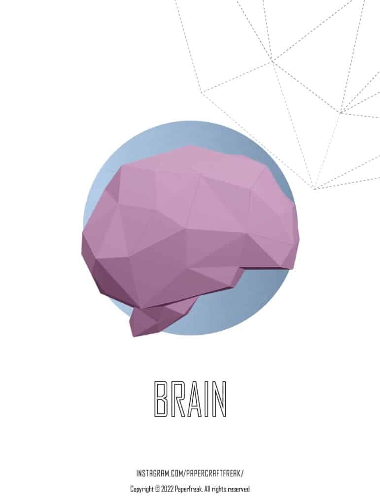 3D papercraft anatomical brain – low poly DIY decor